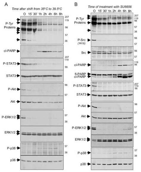 Modulation Of Signaling Following Acute Src Inactivation In Balb A1