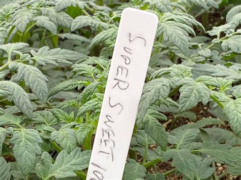 Super Sweet 100 Tomatoes Valley View Garden Center