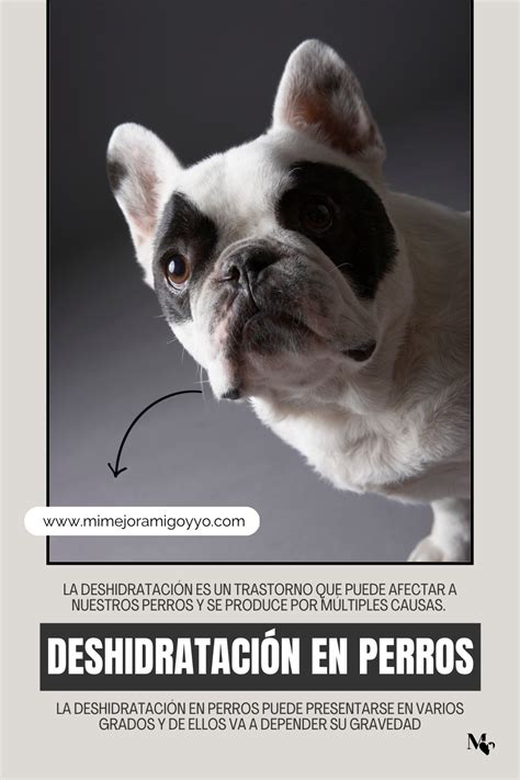 Deshidratación En Perros