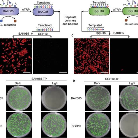 Demonstration Of Self‐selective Bacterial Imaging By Download