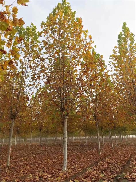 树的冠幅怎么计算 冠幅怎么测量最简单 绿化树木冠幅怎么测量 第2页 大山谷图库