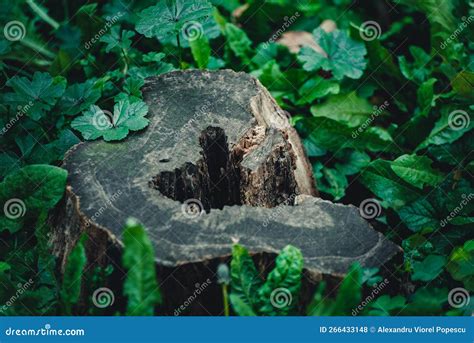 Against Illegal Tree Cutting Stock Photo Image Of Wildlife Marked