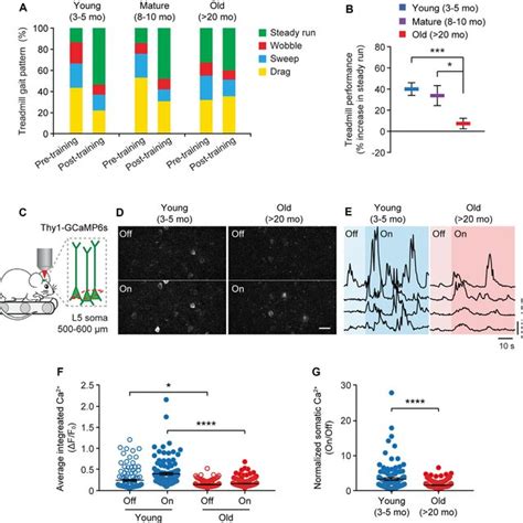 Aging Increases Dendritic Spine Elimination In The Sensory Cortex A Download Scientific