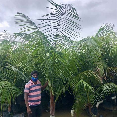 Red Neck Palm The Finest Nursery In Saharanpur Bagwani Wholesale