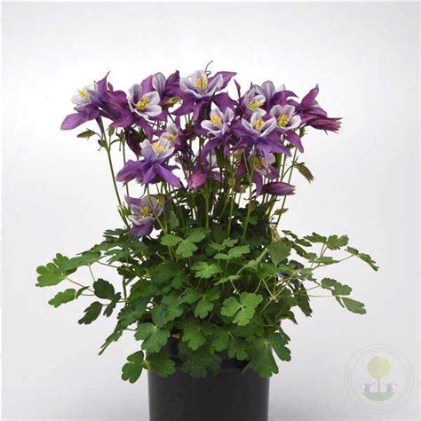 Аквилегия Ерли Бирд Пёрпл Уайт (Aquilegia Early Bird Purple White ...