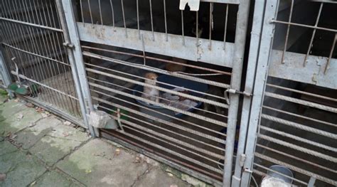 Започва преброяване на безстопанствените кучета в община Дупница ТВ ЗАПАД