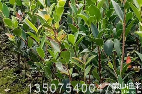 广西油茶基地 广西柳州油茶苗基地 广西油茶树苗批发基地 第13页 大山谷图库