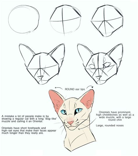 Drawing Templates Cat At Carly Decosta Blog