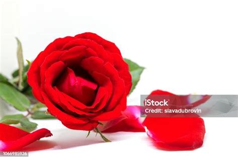 빨간 로즈 그리고 흰색 바탕에 꽃잎입니다 벨벳 꽃잎과의 아름 다운 꽃 핫 핑크 꽃 배너 템플릿입니다 가까운에 대한 스톡 사진 및 기타 이미지 Istock