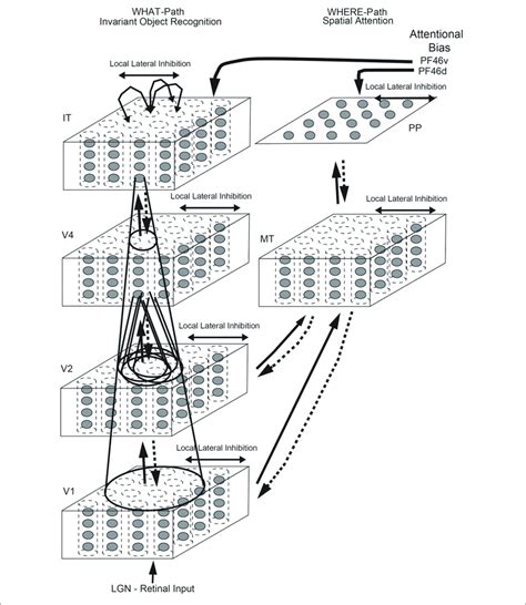 Cortical Architecture For Hierarchical And Attention Based Visual Download Scientific Diagram