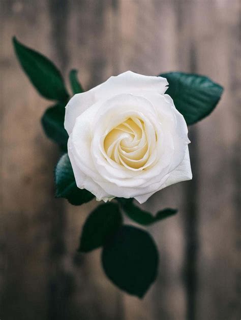 100 White Rose Wallpapers