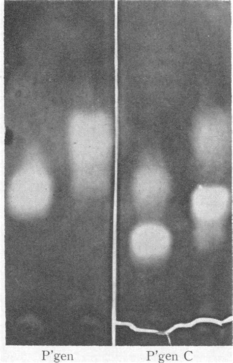 Absorprion Of Antiserum With Pork Pepsinogen The Well Contains Mucosal
