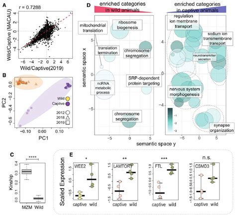 Comparison Of Strain Dependent Gene Expression Between Wild And Captive