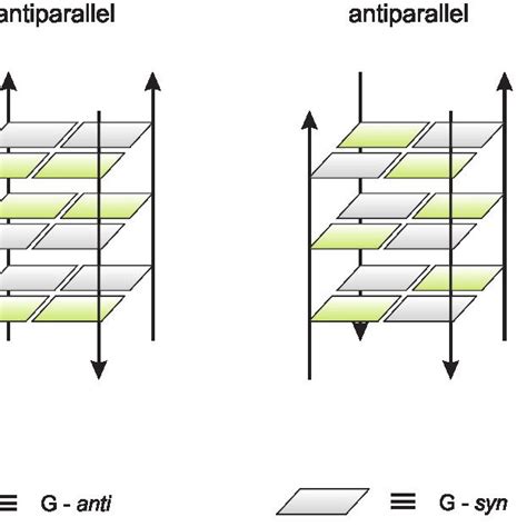 Strand Polarities In Parallel Antiparallel And Hybrid Type