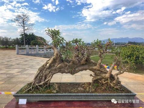 水旱和過橋盆景真心不錯 每日頭條