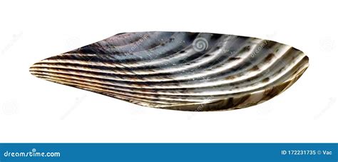 3d Rendering Sea Shell On White Stock Illustration Illustration Of