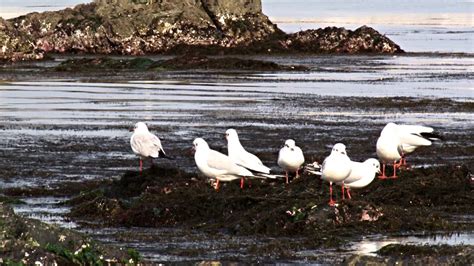 부산 갈매기 Youtube