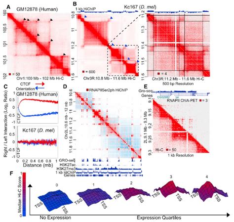 Hichip高通量测序整体服务 染色质高级结构染色质开放性3d基因组hi Chichip染色质可接近性atac Seq 表观生物 Hichip高通量测序整体服务 染色质高级结构染色质开放性3d基因组hi Chichip染色质可接近性atac Seq 表观生物