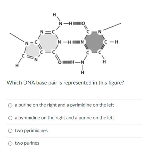 Which Dna Base Pair Is Represented In This Figure A