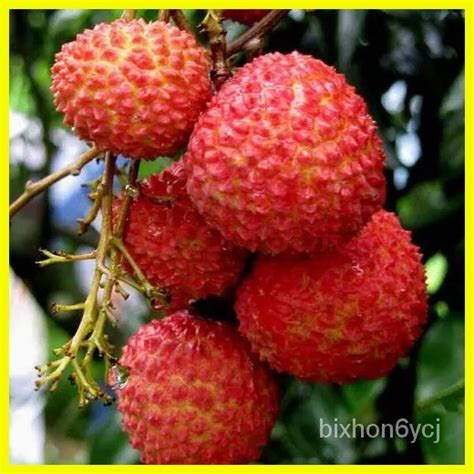 ♈ Cash On Delivery Lychee Sweet Dragon Litchi For Cold Uk Eu Climate