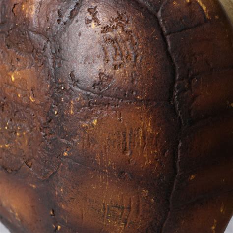 Faux Gopher Tortoise Shell On Stand Contemporary Decorative Objects And Figurines By BoBo