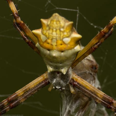 Arañas De Telas Orbiculares Familia Araneidae