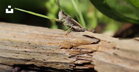 A Close Up Of A Grasshopper On A Log Photo Free Uk Image On Unsplash A Close Up Of A Grasshopper On A Log Photo Free Uk Image On Unsplash