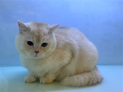 브리티시숏헤어 라떼 셀커크렉스무료입양사이트 스핑크스무료입양사이트 아메리칸숏헤어무료입양사이트 아메리칸컬무료입양사이트 아비시니안무료입양사이트 엑조틱무료입양사이트 터키시앙고라무료