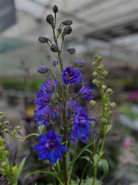 Badding Farm Market Badding Farm Market And Garden Center