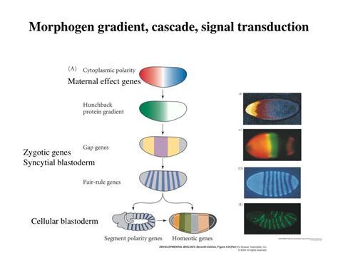 Ppt Morphogen Gradient Cascade Signal Transduction Powerpoint