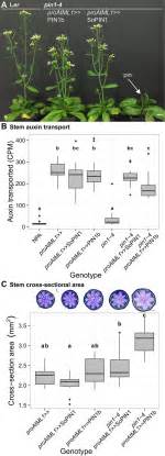Figures And Data In Cross Species Functional Diversity Within The Pin Auxin Efflux Protein