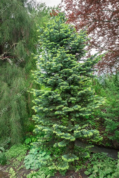 Corkbark Fir In Columnar Shape 이미지 1497461597 게티이미지뱅크