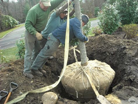 Mature Tree Transplanting Organic Landscaping Tree Trimming