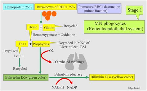 How To Control Bilirubin In Jaundice At Charlie Keeley Blog