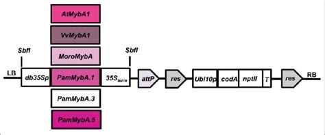 Schematic Representation Of The Agrobacterium Binary Vector T Dna