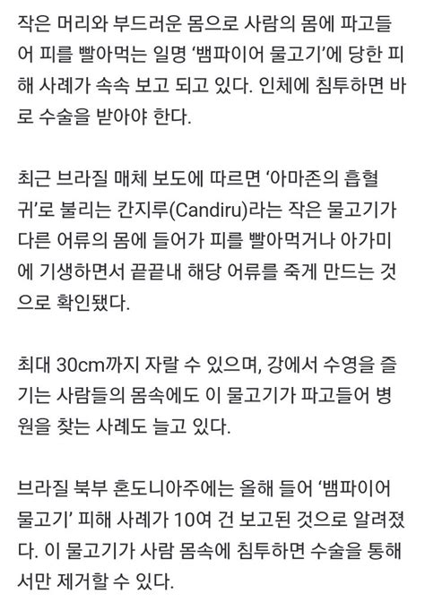 혐 사람 항문 파고들어가 피 빨아먹는 물고기 짱공유 엽기유머