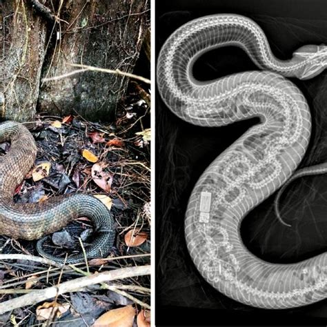 Necropsy Photographs Of The Juvenile Burmese Python Python Bivittatus Download Scientific