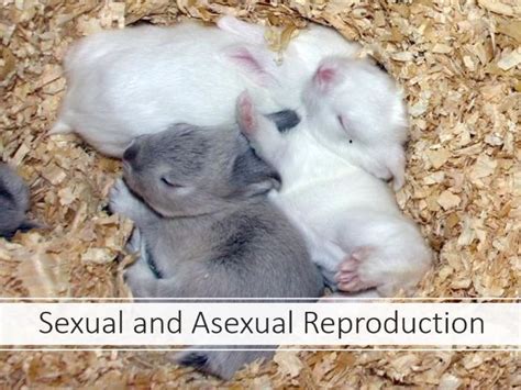 Reproduction Supplementary Slides And Worksheet Gcse Biology Aqa