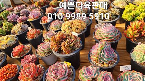 날씨가좋아서 전날물줬어요~핑크플로라실루엣터치미소인제복륜금브레들리피치스앤크림 등등 Youtube