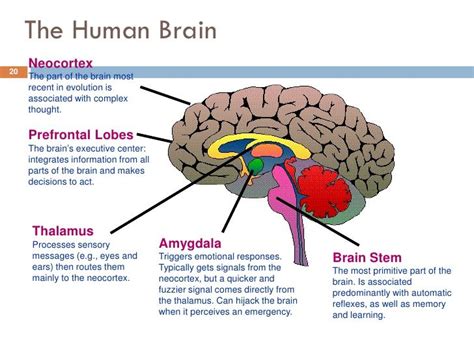 Parts Of The Brain Neocortex With Images Brain Models Emotions
