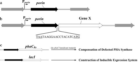 Schematic Illustration Of Chromosomal Integration Approach And Its