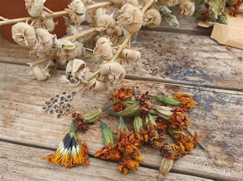 We Begin The Mindful Activity Of Seed Saving With Patients As We Explore The Many Patterns And