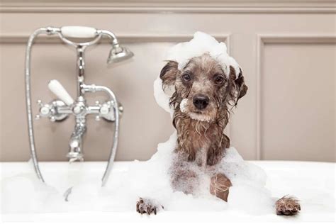 Top 14 Pet Friendly Places In Santa Monica Gopetfriendly