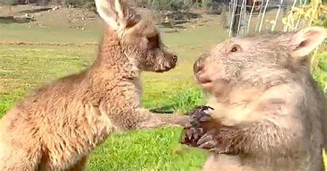 Rescue Kangaroo Meets Rescue Wombat And Now They Cant Get Enough Of Each Other