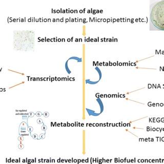 PDF Recent Developments In Synthetic Biology And Metabolic Engineering In Microalgae Towards