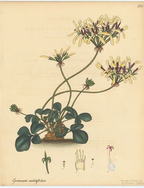 Geranium Oxalidifolium Wood Sorrel Leaved Geranium From The
