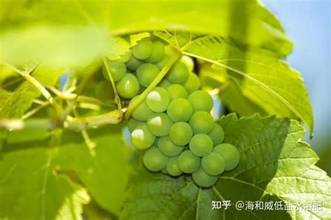 水溶肥怎么使用效果更突出 知乎