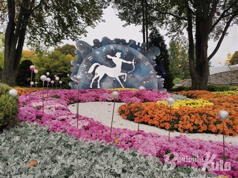 Квіткові зірки у Києві стартував фестиваль хризантем Вечірній Київ