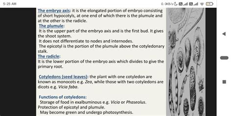 Internal Structur Of Seed Botany Notes Teachmint