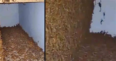 House Of Nope Scorpion House Will Fuel Your Nightmares For Years EBaum S World